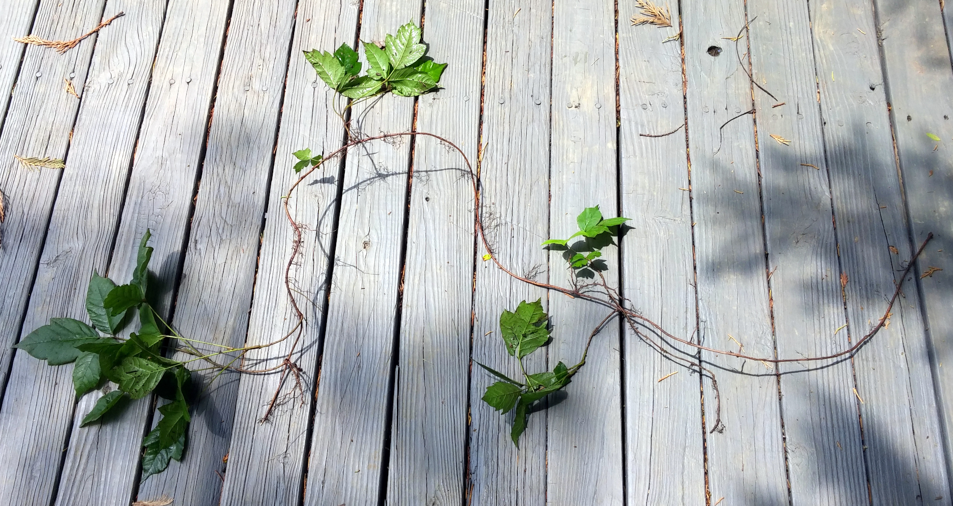 poison ivy vs wild raspberries – T.A. Witt