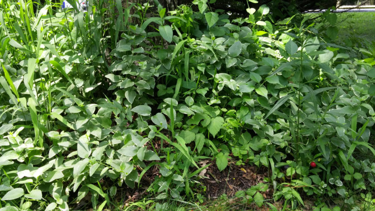 poison ivy vs wild raspberries – T.A. Witt