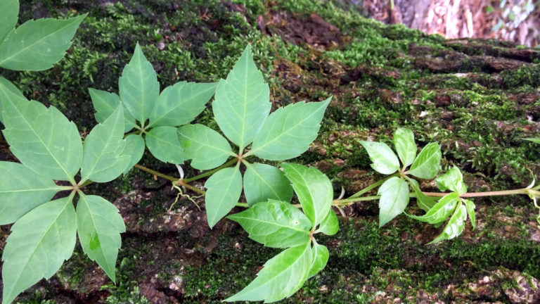 poison ivy vs wild raspberries – T.A. Witt