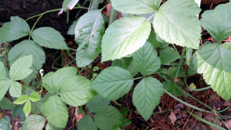 poison ivy vs wild raspberries – T.A. Witt